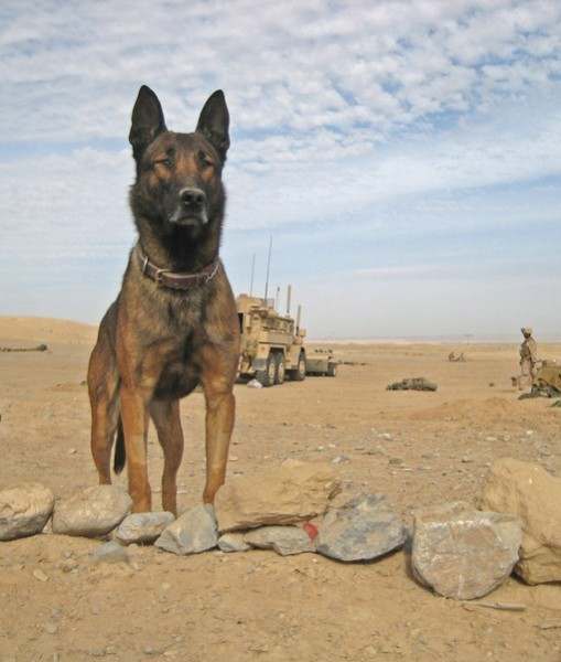 Dogs and the Military - Page 9 - ANIMALS IN SERVICE - U.S. Militaria Forum