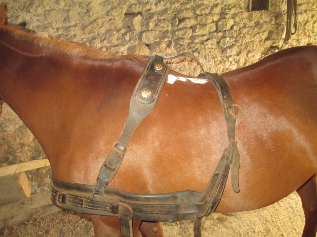 A piece of a horse or mule harness ? - FIELD & PERSONAL GEAR SECTION ...