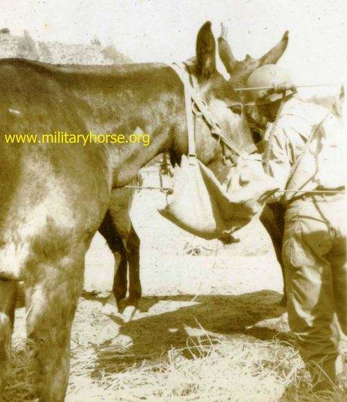 ww2 Mule Arti - EPHEMERA, PHOTOGRAPHS & MILITARY ARTWORK - U.S ...