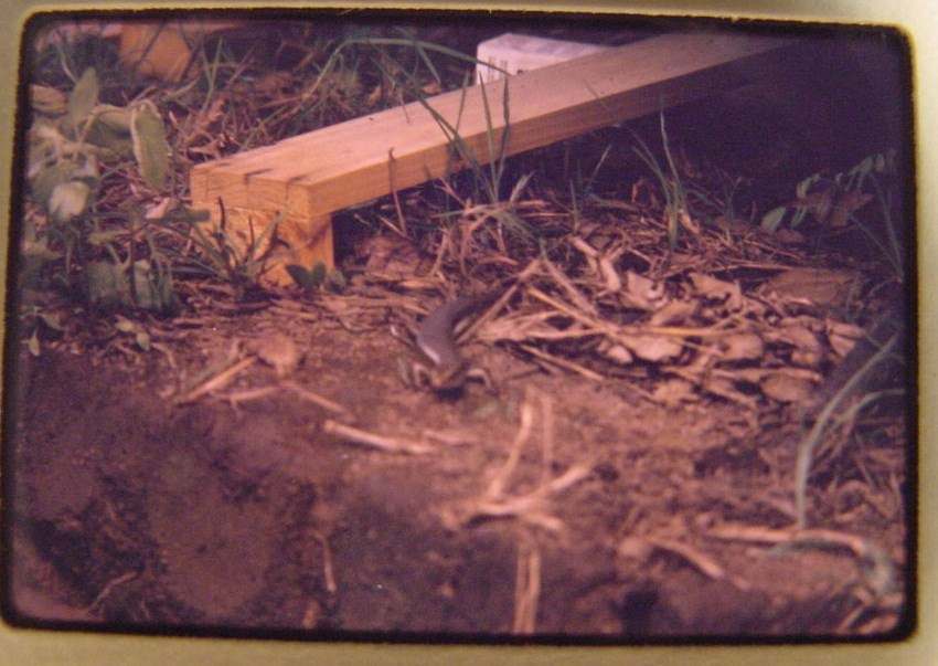 group two 1965/66 slides from Vietnam CAMP RADCLIFF, AN KHE ARMY AIR ...