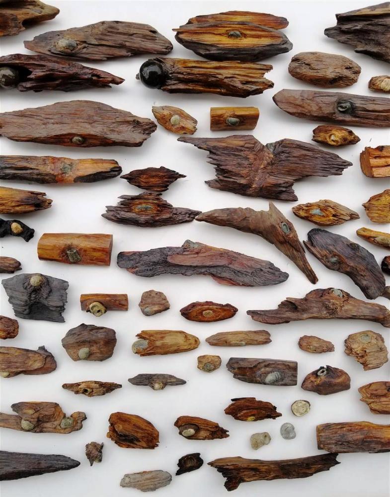 Bentonville & Averasboro North Carolina Battlefield BULLET WOOD ...