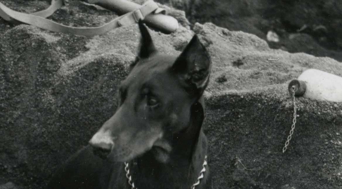 USMC War Dog Photos - GROUPINGS PAGE - U.S. Militaria Forum