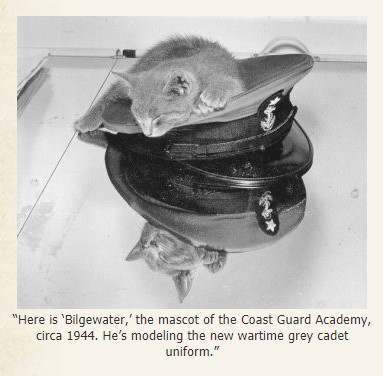 Cats in the Military - ANIMALS IN SERVICE - U.S. Militaria Forum