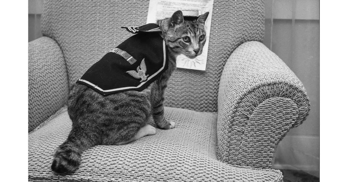 Cats in the Military - Page 2 - ANIMALS IN SERVICE - U.S. Militaria Forum