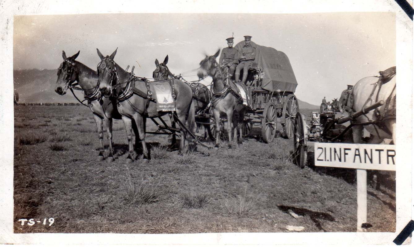 Army Mules in Service - ANIMALS IN SERVICE - U.S. Militaria Forum
