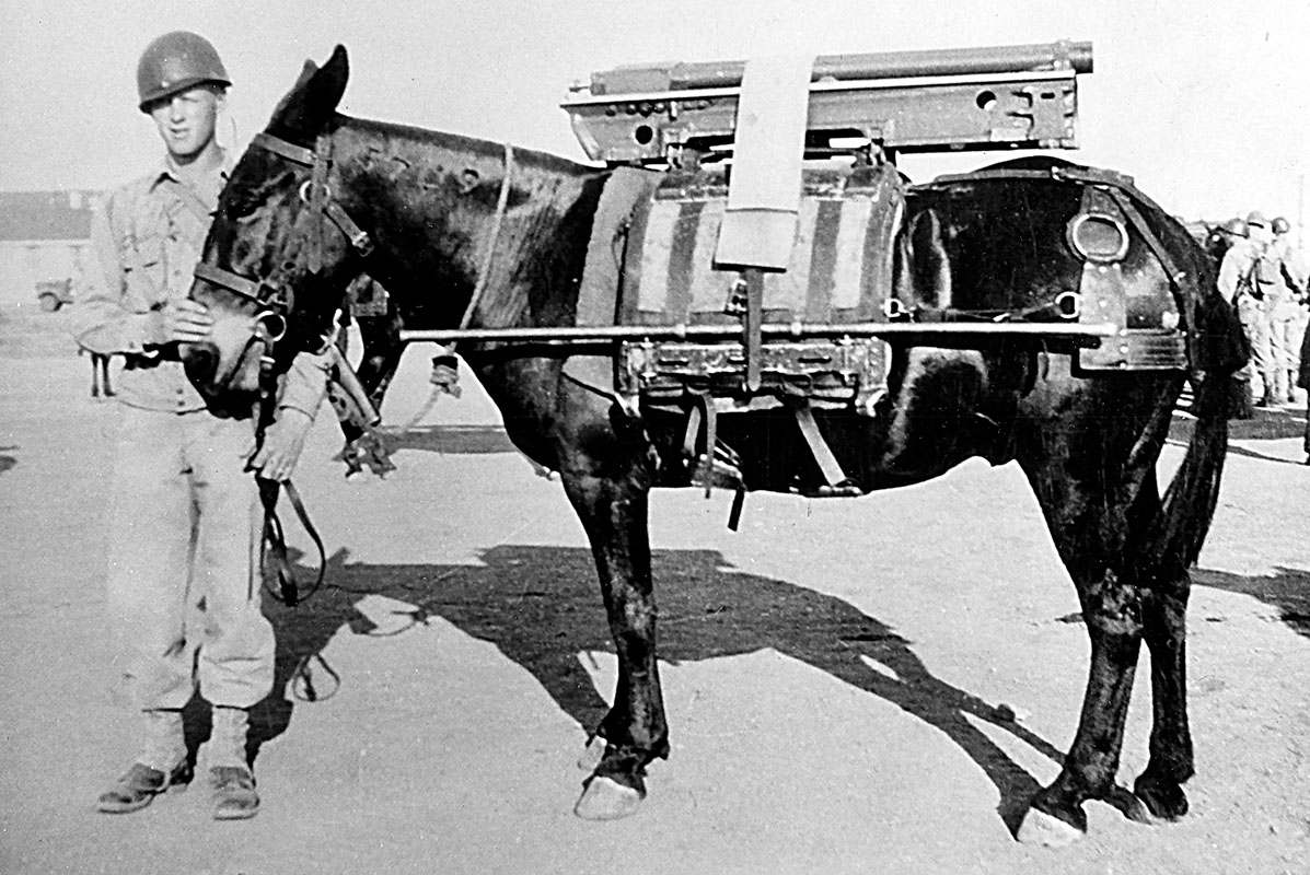 Army Mules in Service - ANIMALS IN SERVICE - U.S. Militaria Forum