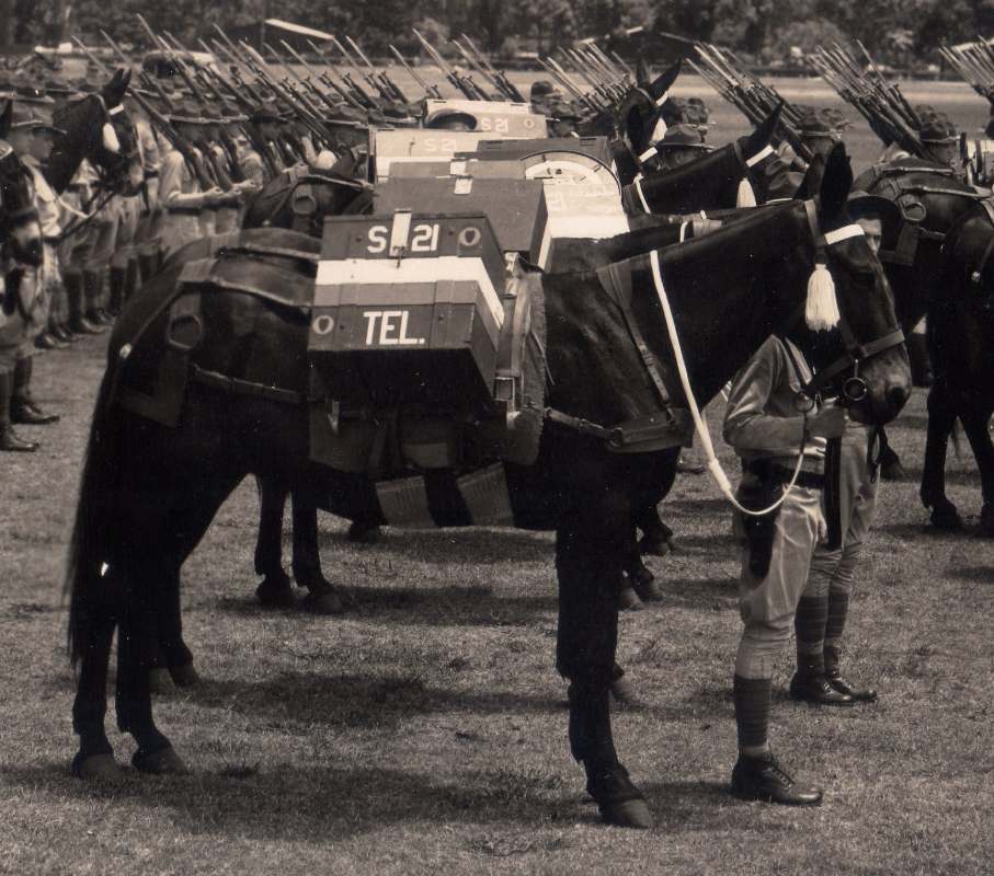 Army Mules in Service - ANIMALS IN SERVICE - U.S. Militaria Forum