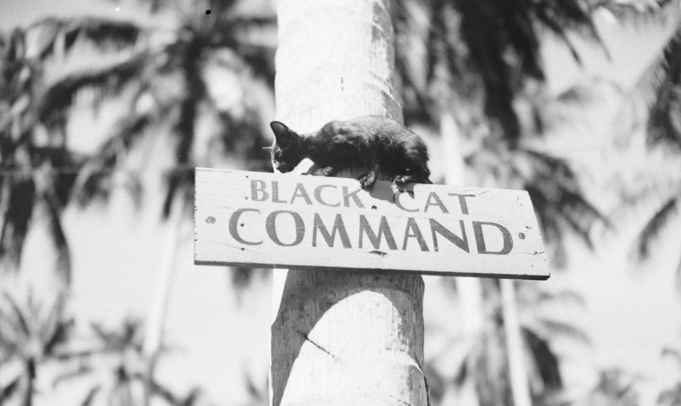 Cats in the Military - Page 2 - ANIMALS IN SERVICE - U.S. Militaria Forum