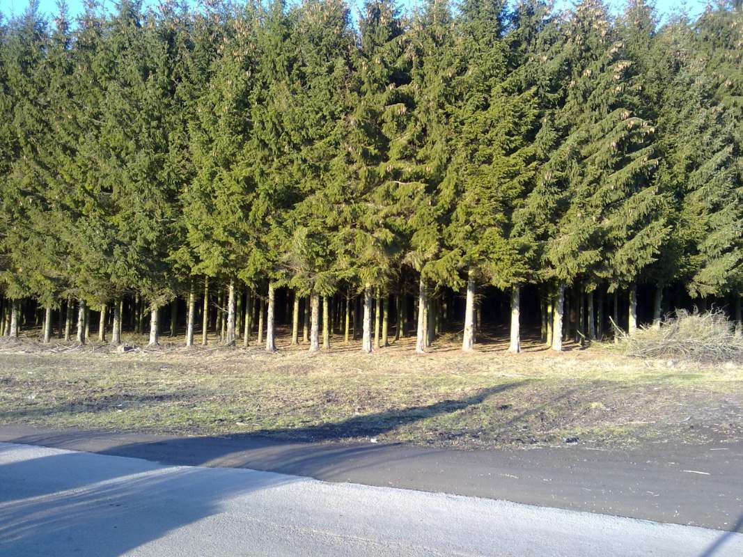 101st Airborne Division in The Bois Jacques - MODELING - U.S. Militaria ...